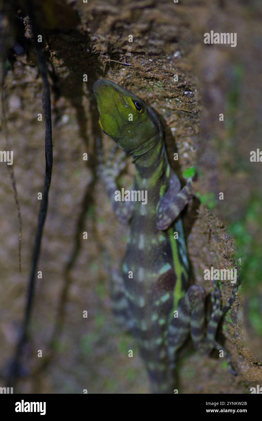 Water Anole (Anolis aquaticus Stock Photo - Alamy