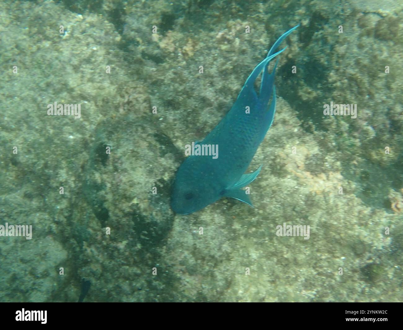 Giant Damselfish (Microspathodon dorsalis Stock Photo - Alamy
