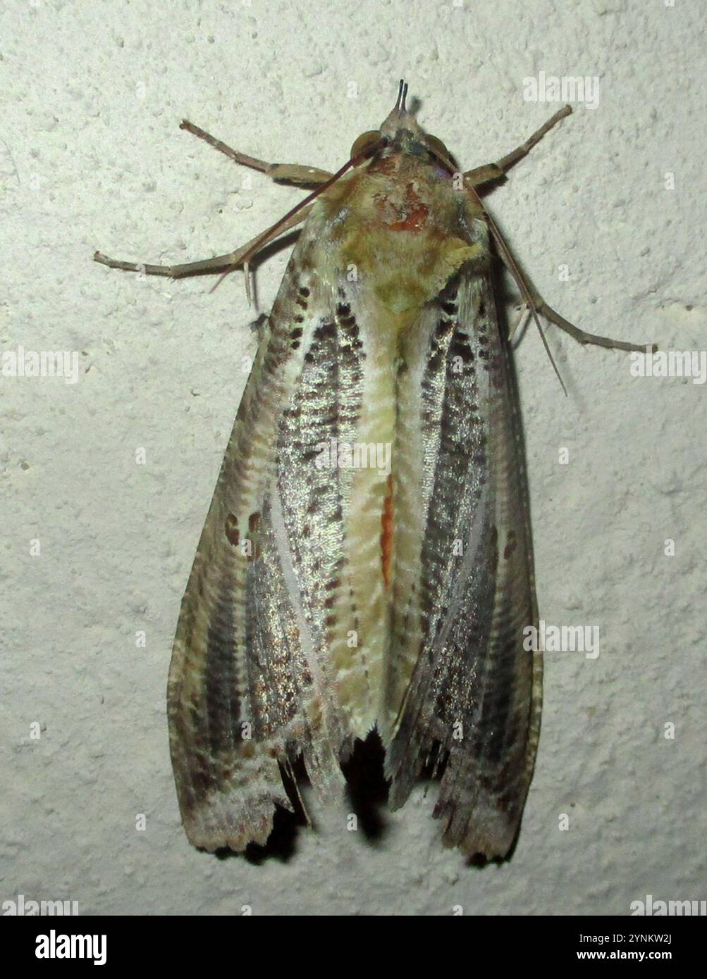 Dot-underwing Moth (Eudocima materna Stock Photo - Alamy