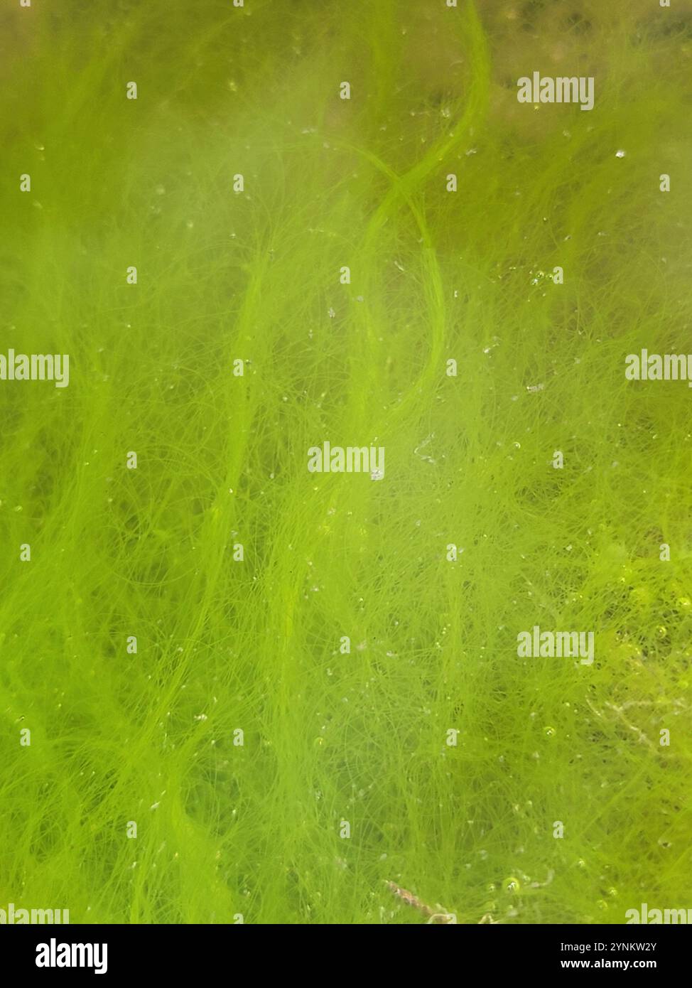 green algae (Chlorophyta Stock Photo - Alamy