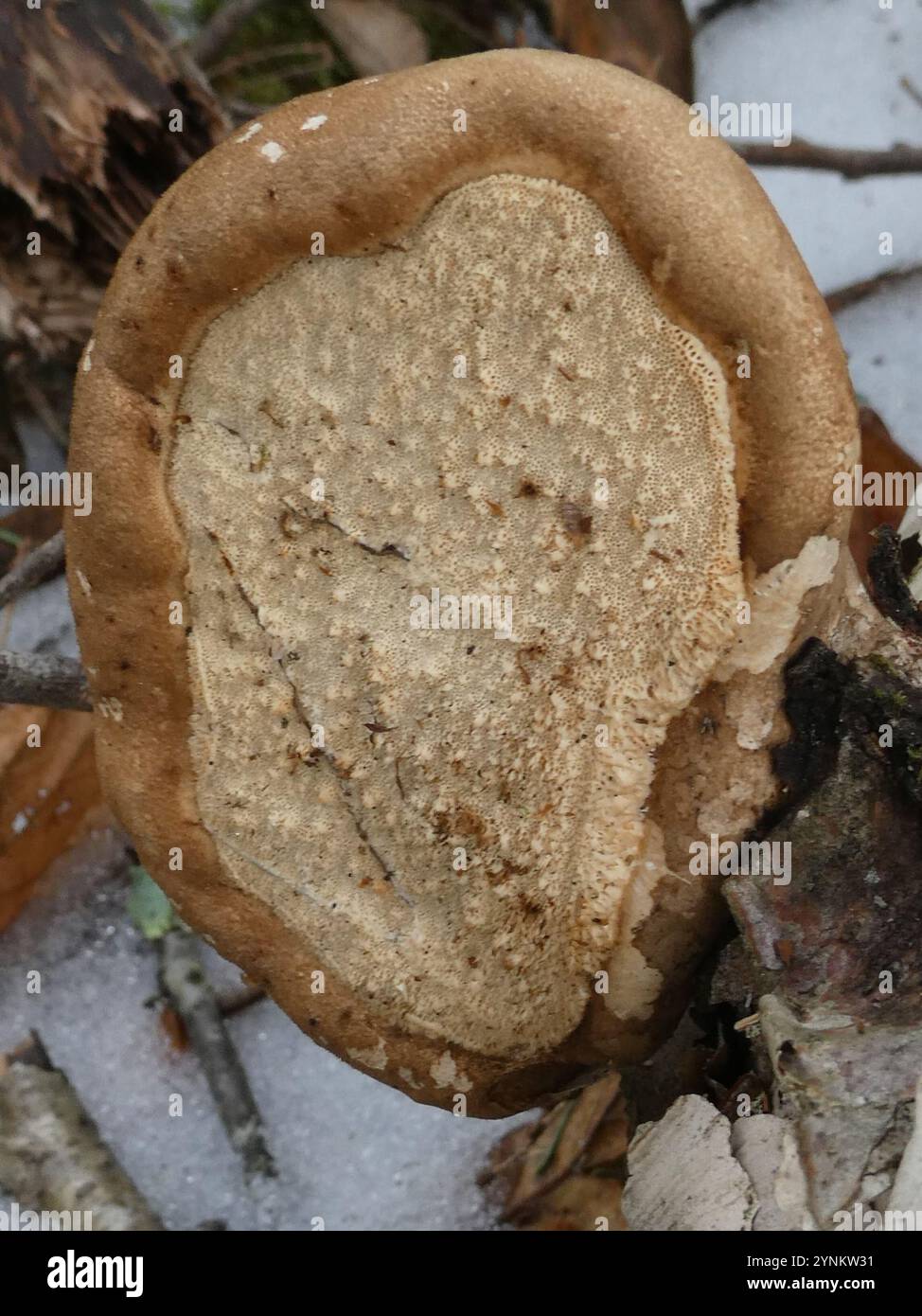 birch polypore (Fomitopsis betulina Stock Photo - Alamy