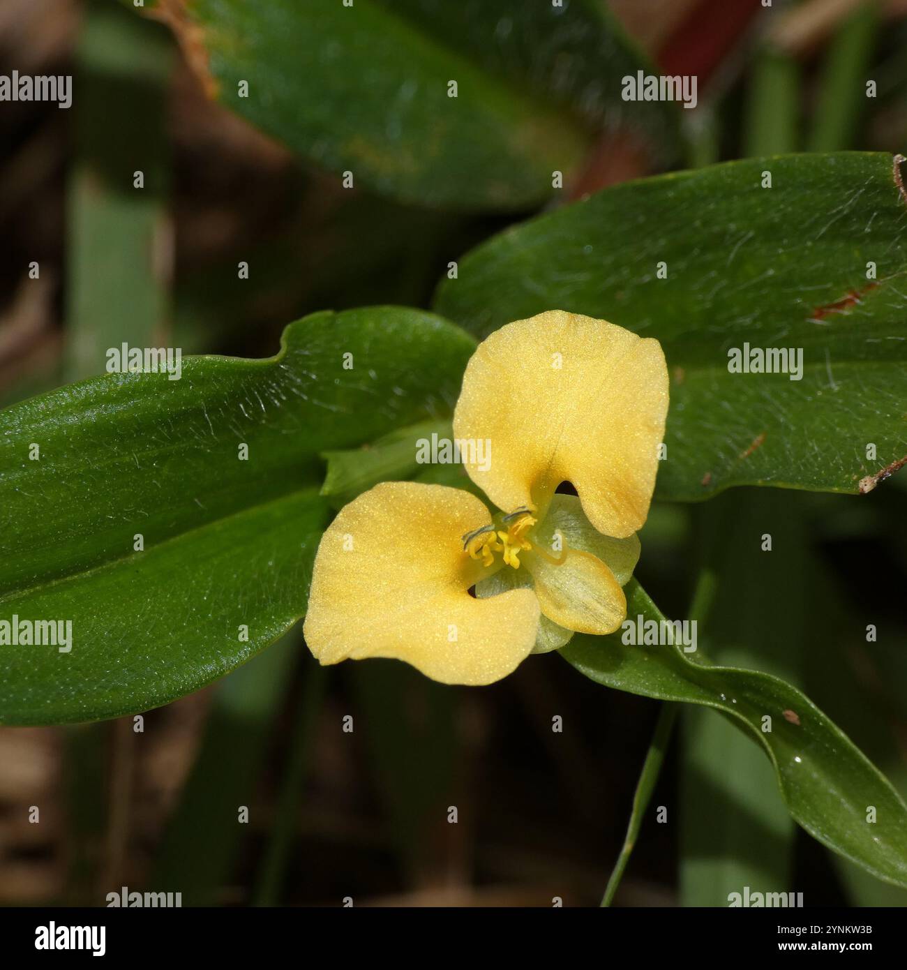 African Yellow Dayflower (Commelina africana Stock Photo - Alamy