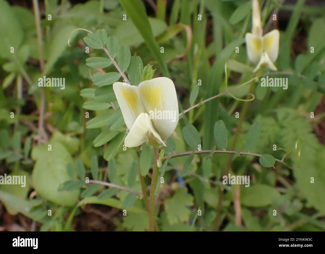 Hairy Yellow-vetch (Vicia hybrida Stock Photo - Alamy