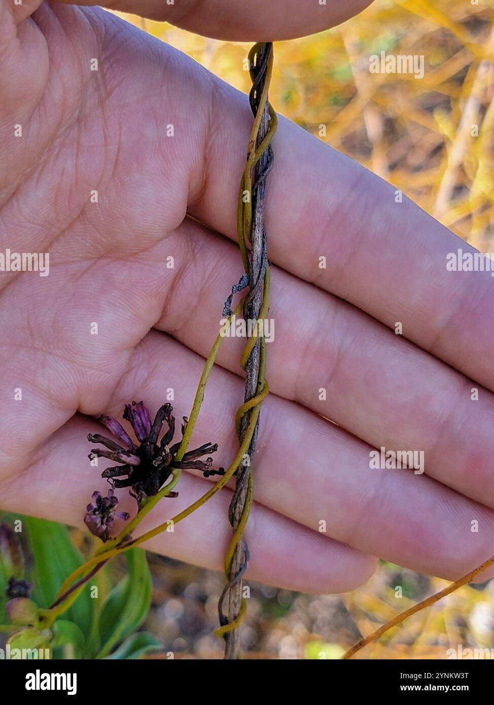 laurel dodder (Cassytha filiformis Stock Photo - Alamy