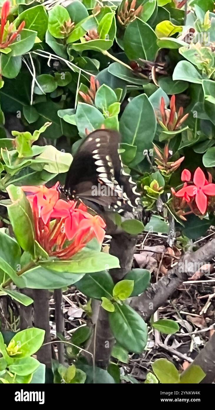Polydamas Swallowtail (Battus polydamas Stock Photo - Alamy