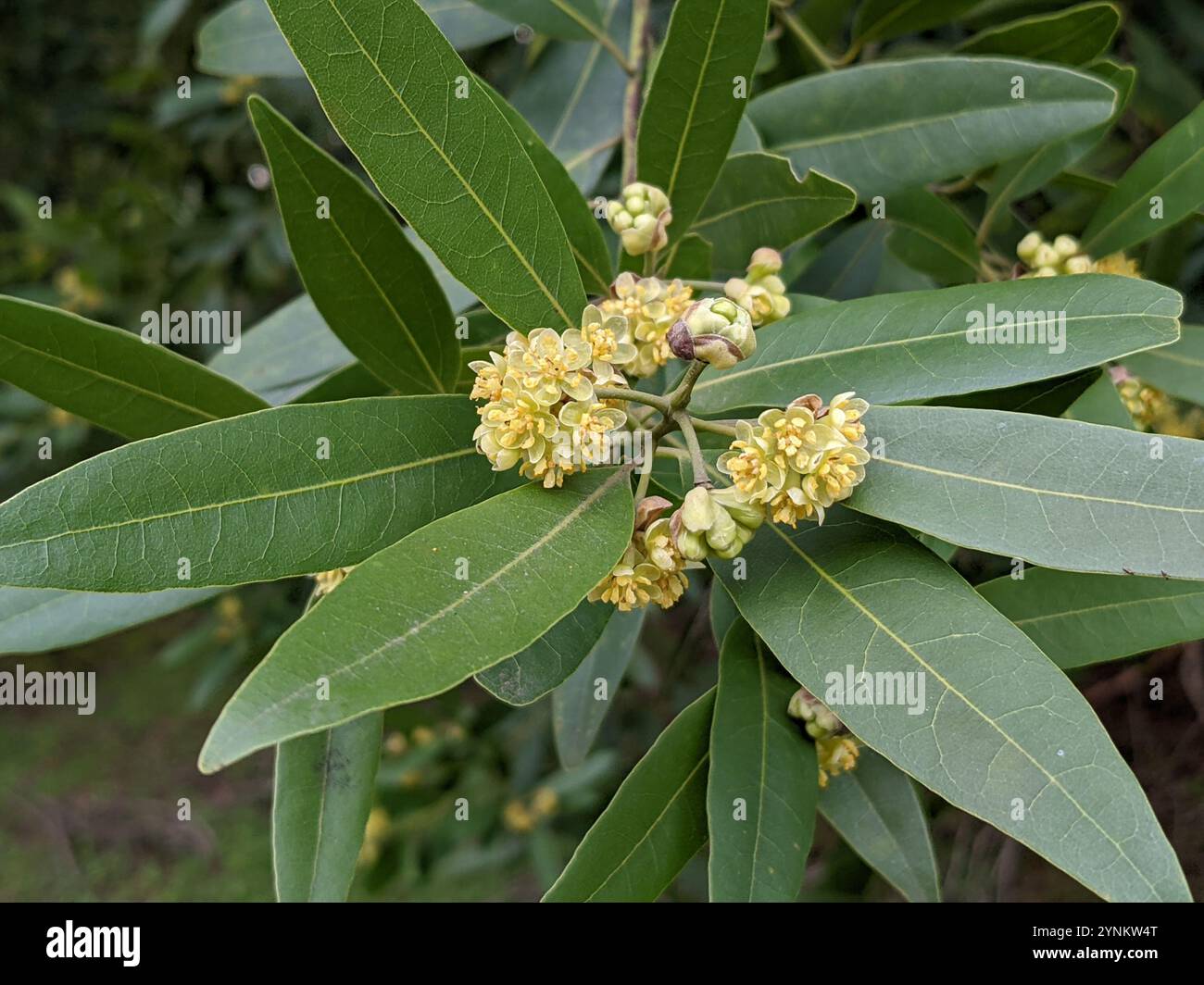 California bay (Umbellularia californica Stock Photo - Alamy