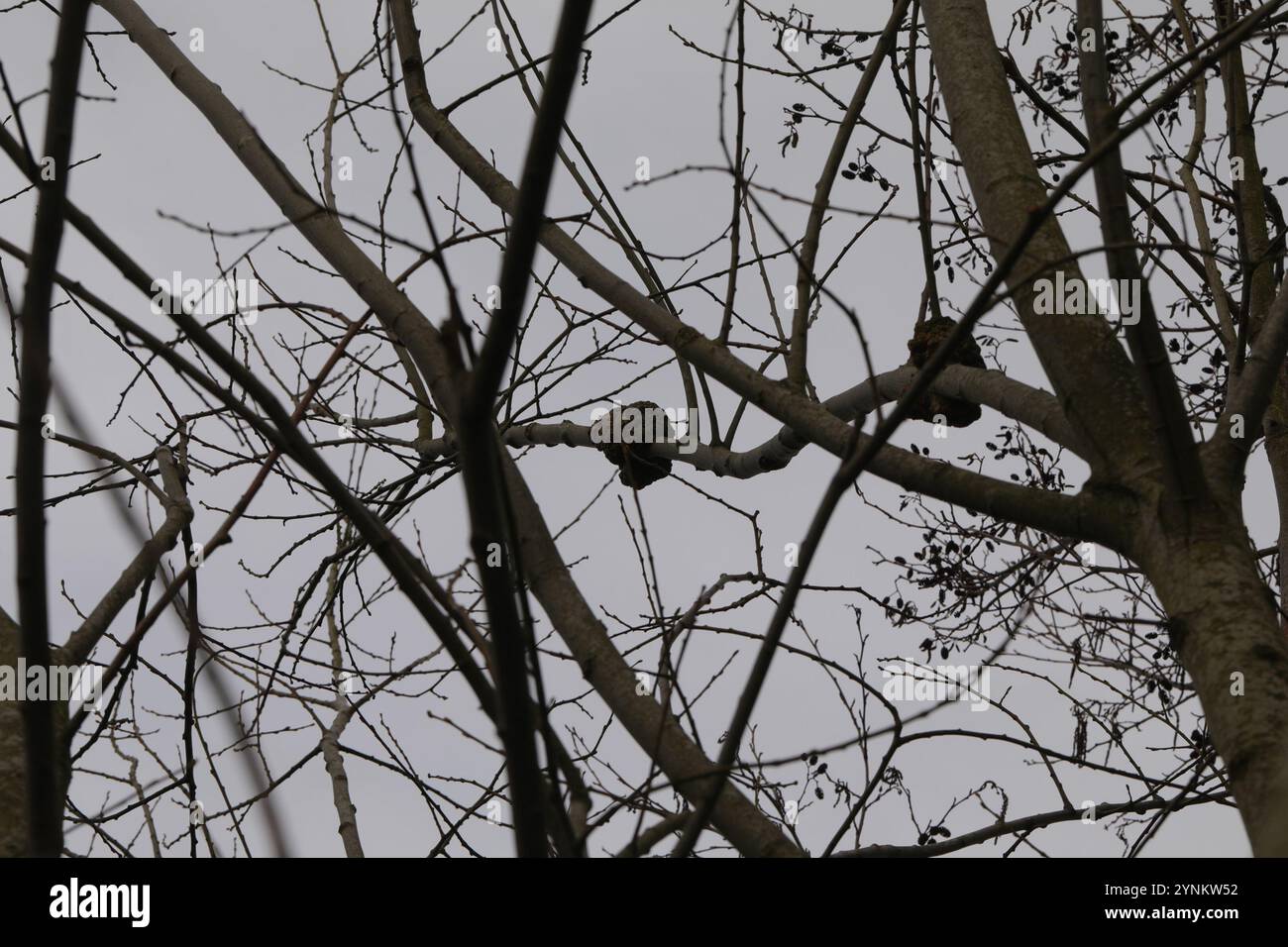 bacterial crown gall (Agrobacterium radiobacter Stock Photo - Alamy