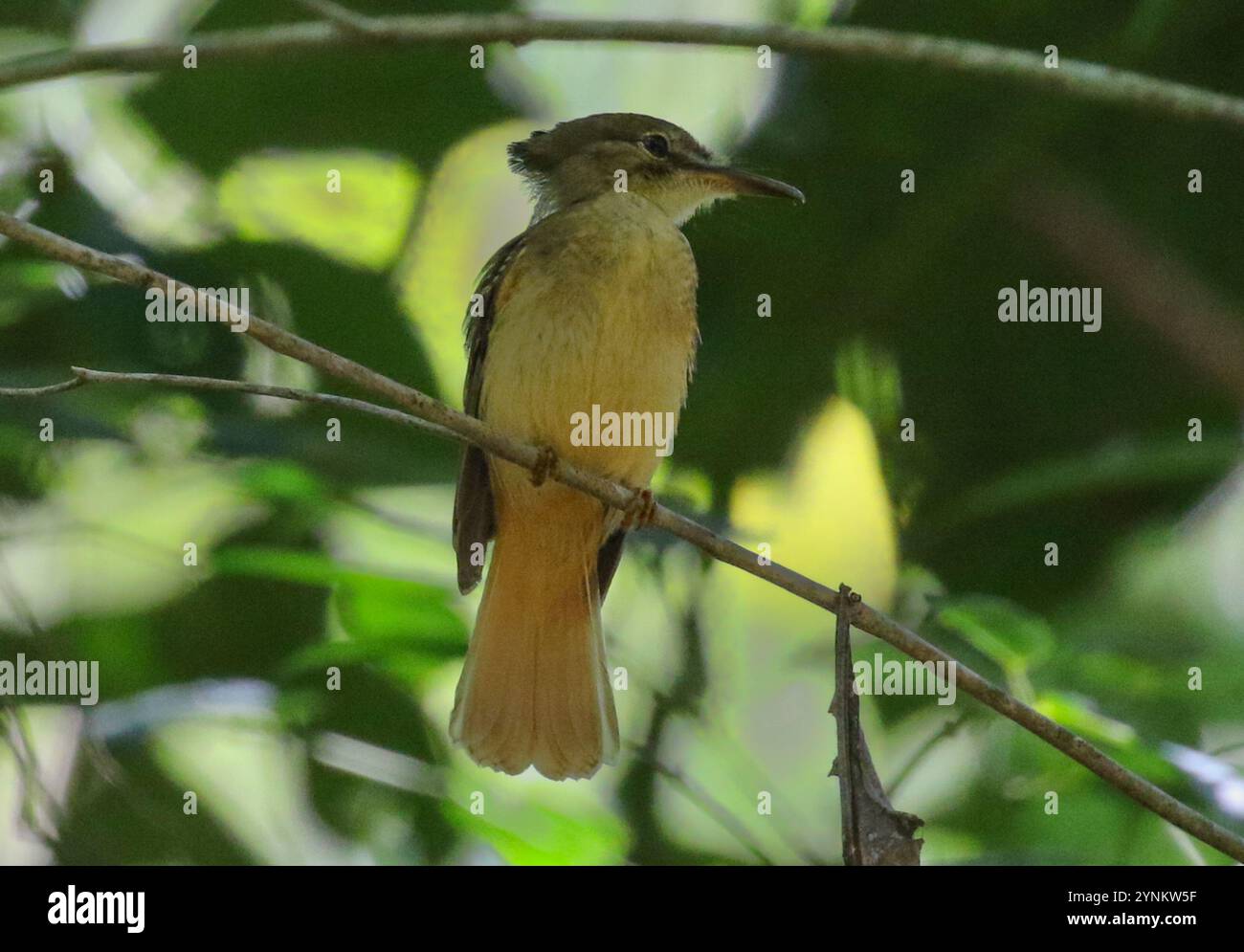 Tropical Royal Flycatcher (Onychorhynchus coronatus Stock Photo - Alamy