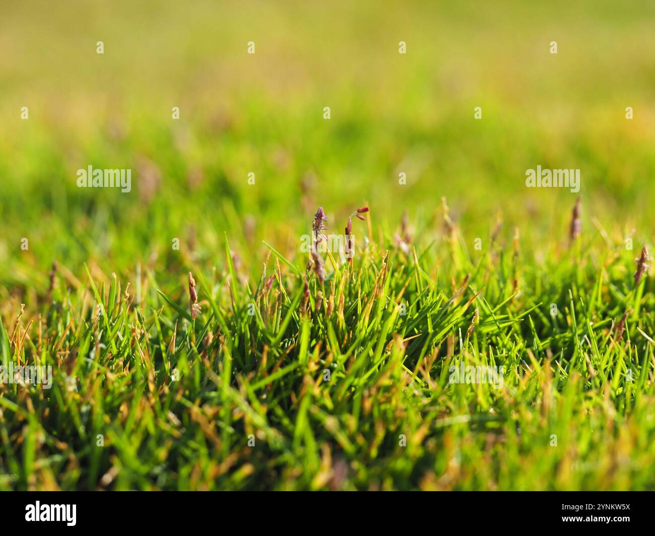 Manila Templegrass (Zoysia pacifica Stock Photo - Alamy
