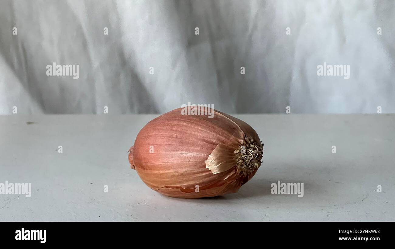 A single shallot is placed on a kitchen counter, showcasing its smooth ...