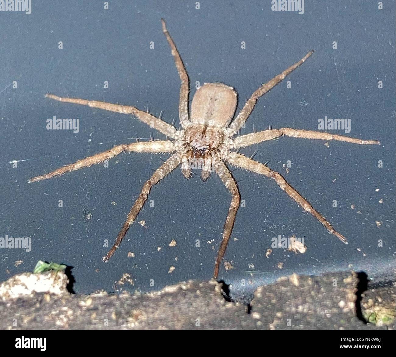 Crescent-eyed Spiders (Selenops Stock Photo - Alamy