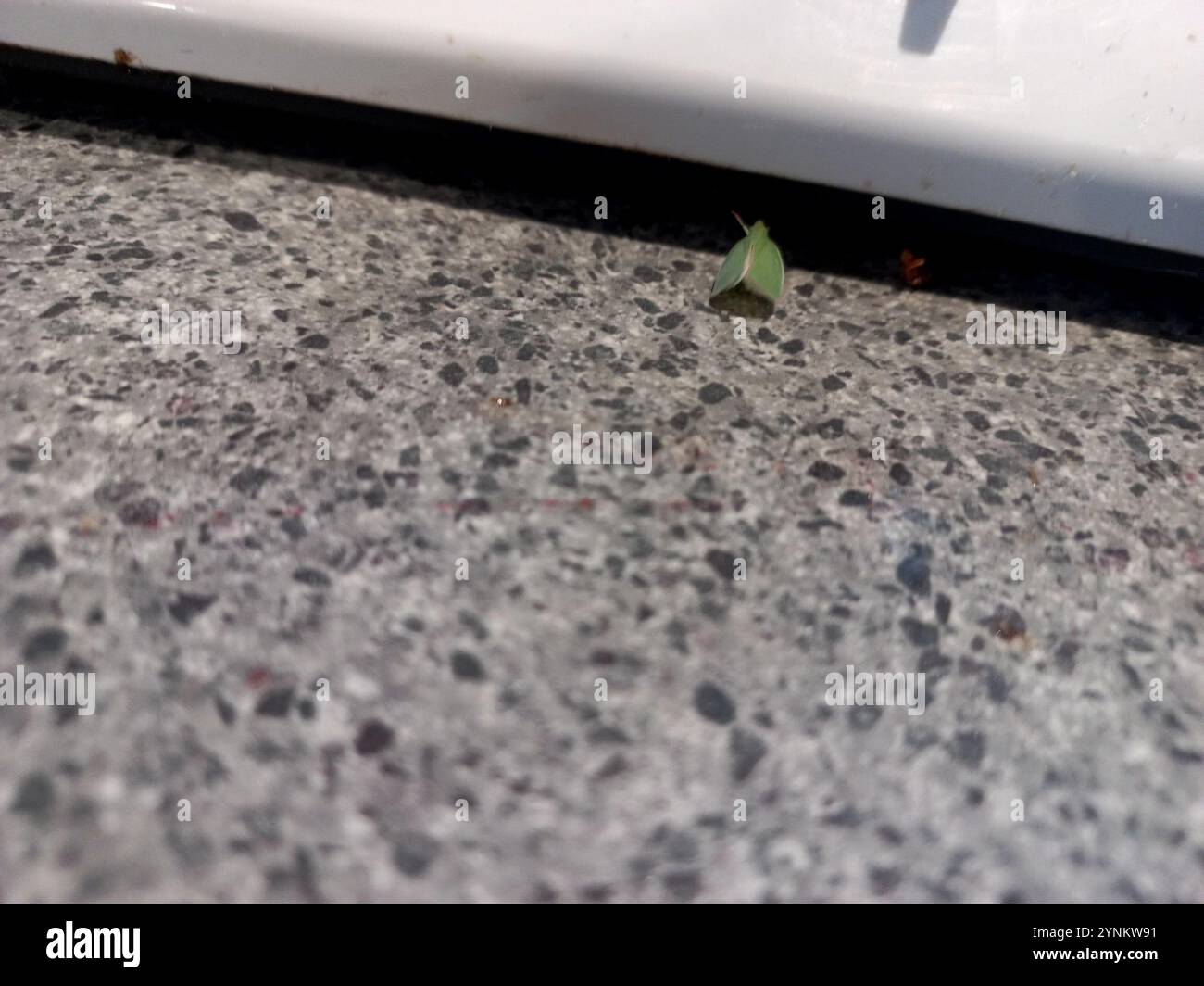 Torpedo Bug (Siphanta acuta Stock Photo - Alamy