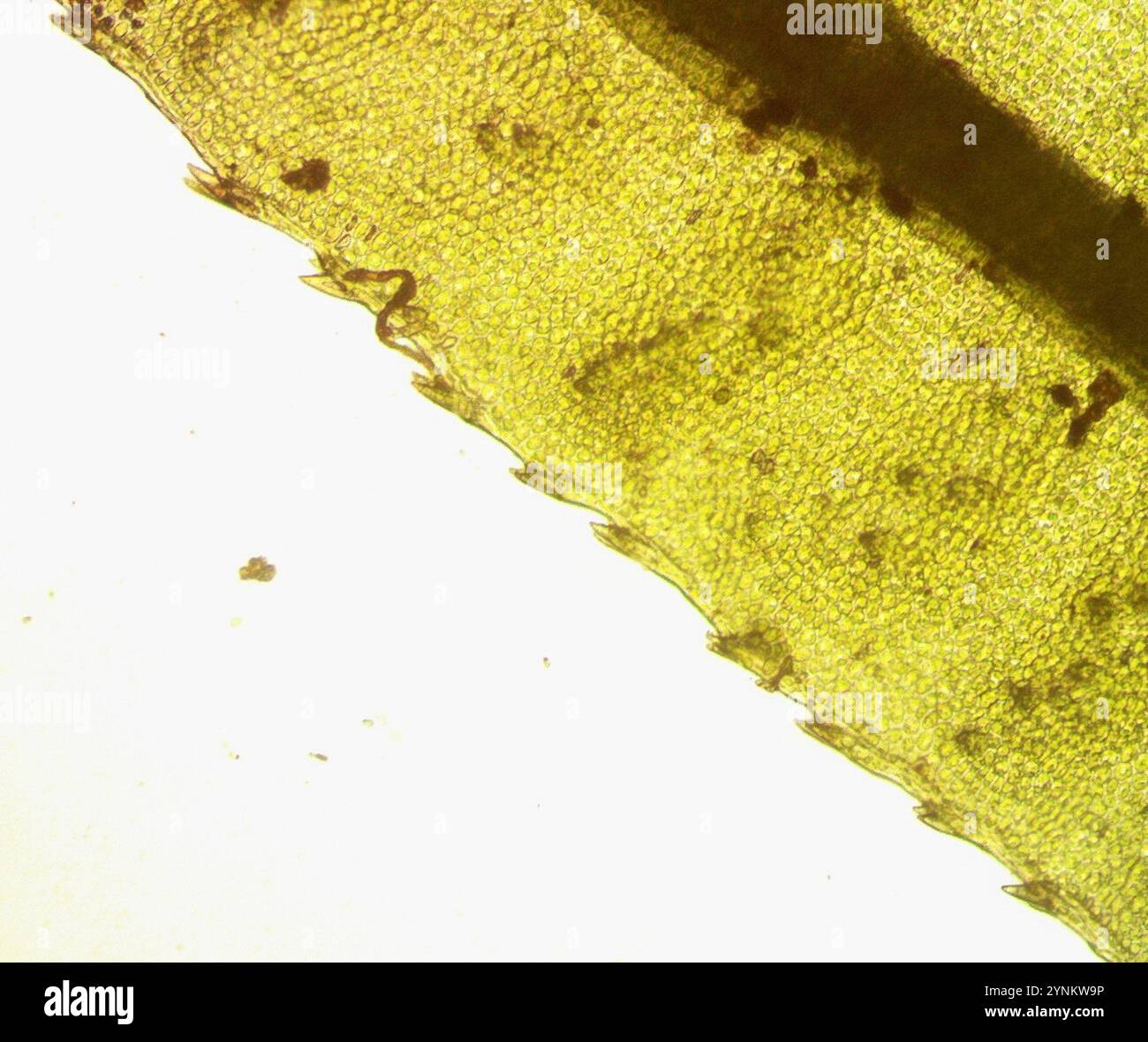 Wavy Starburst Moss (Atrichum altecristatum Stock Photo - Alamy