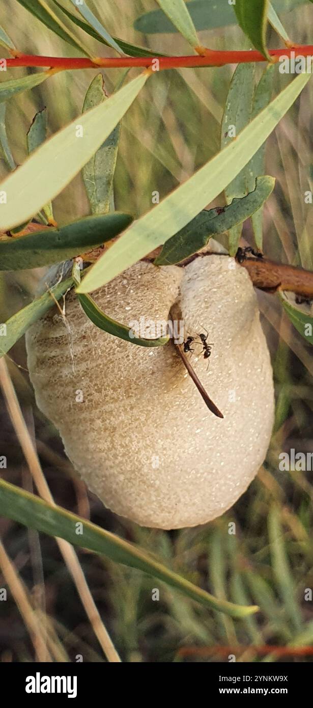 Australian Stick Mantis (Archimantis latistyla Stock Photo - Alamy