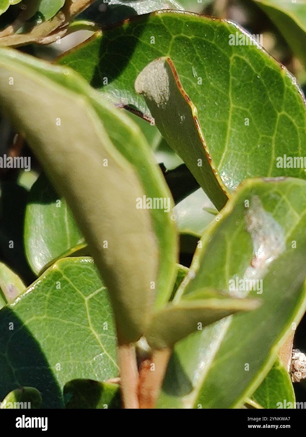 Common tree daisy (Olearia arborescens Stock Photo - Alamy