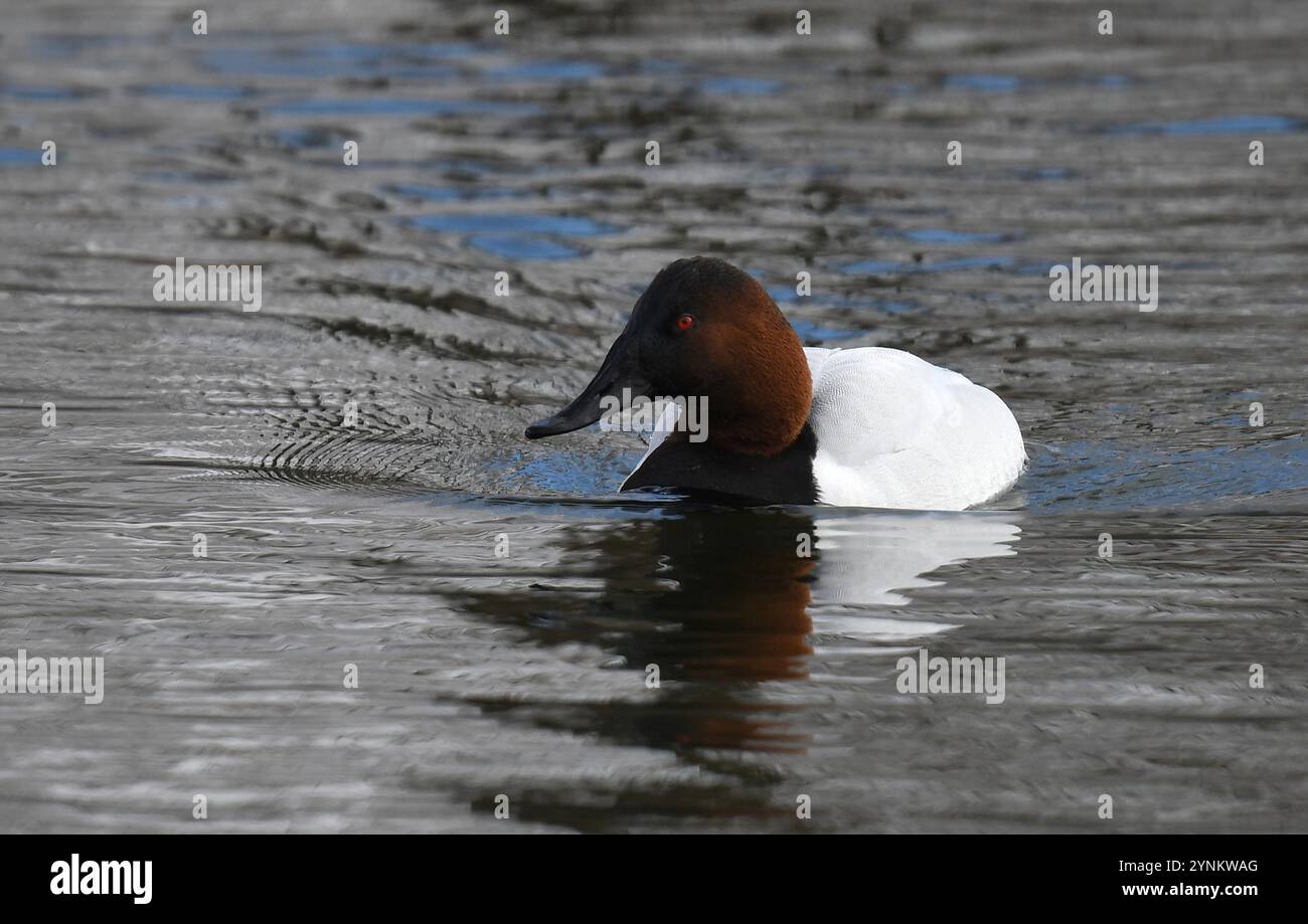 Canvasback (Aythya valisineria Stock Photo - Alamy