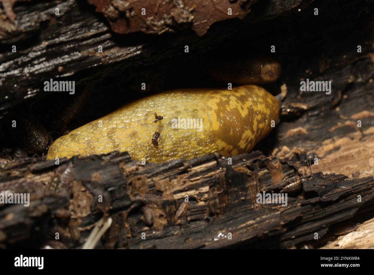 Green cellar slug hi-res stock photography and images - Alamy
