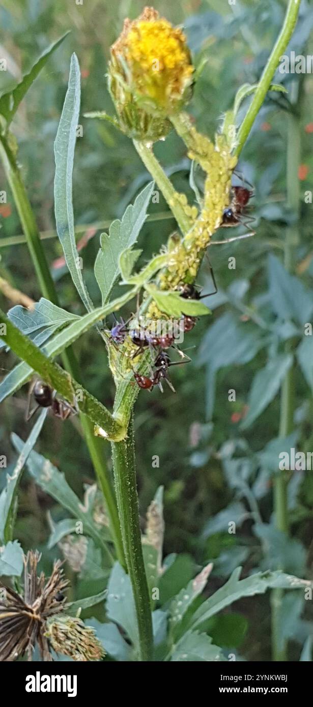 Rainbow, Tyrant, and Meat Ants (Iridomyrmex Stock Photo - Alamy