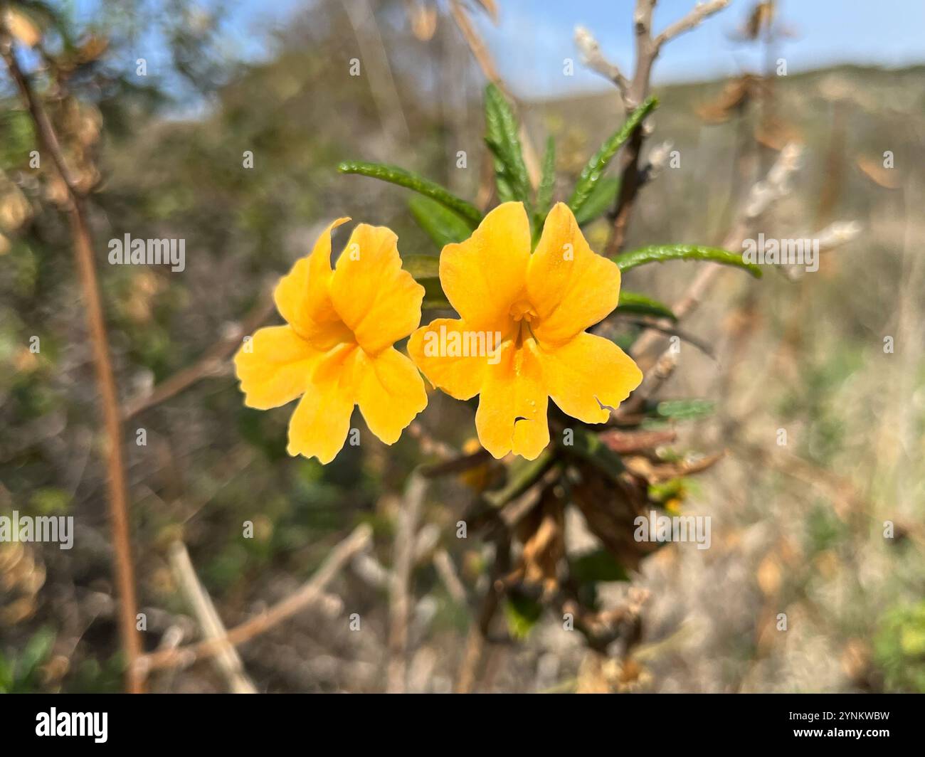 orange bush monkeyflower (Diplacus aurantiacus Stock Photo - Alamy