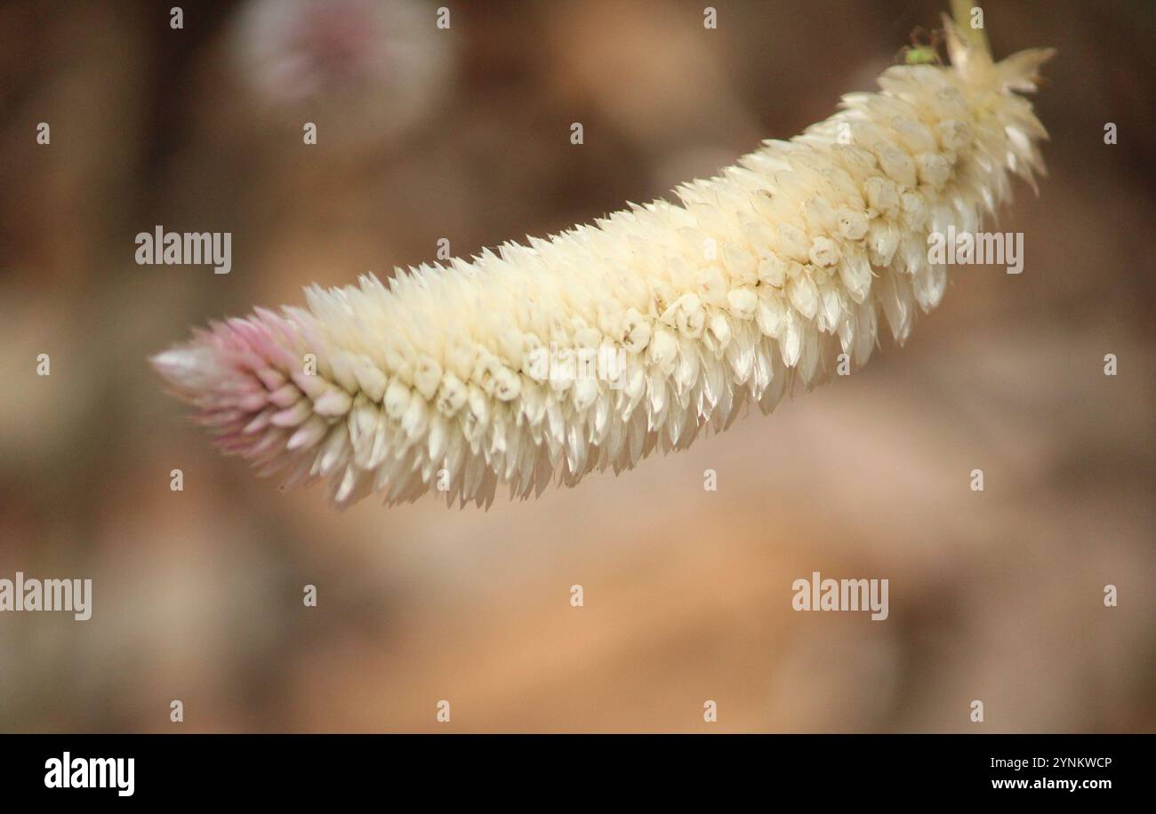 Quail Grass (Celosia argentea Stock Photo - Alamy