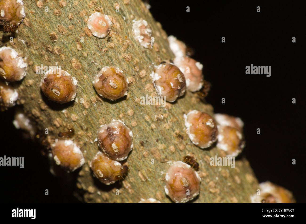 Wax Scales (Ceroplastes Stock Photo - Alamy