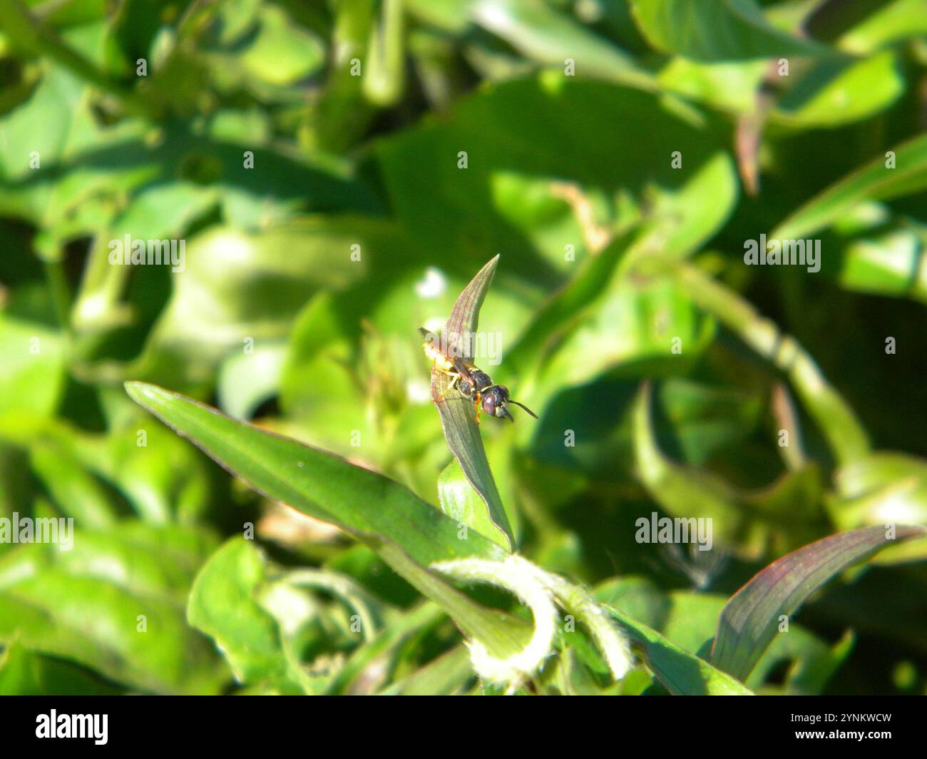 European beewolf (Philanthus triangulum Stock Photo - Alamy