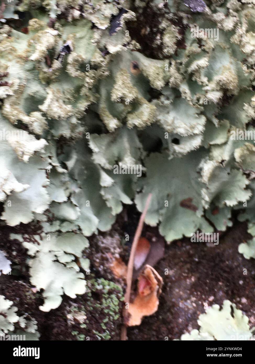 Ruffle Lichens (Parmotrema Stock Photo - Alamy