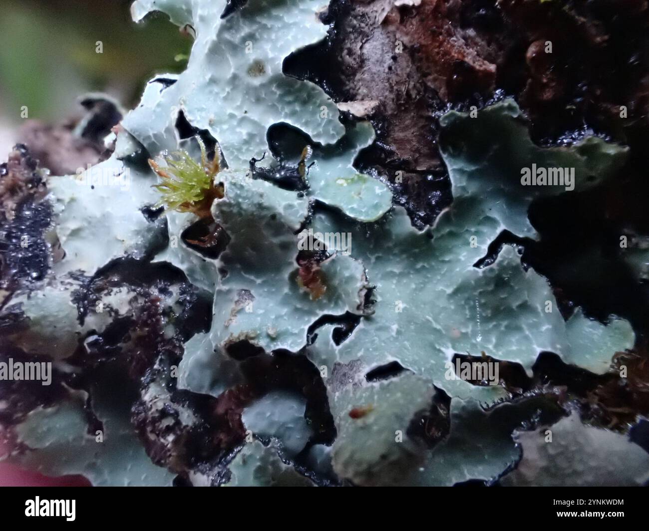 shield lichen (Parmelia sulcata Stock Photo - Alamy