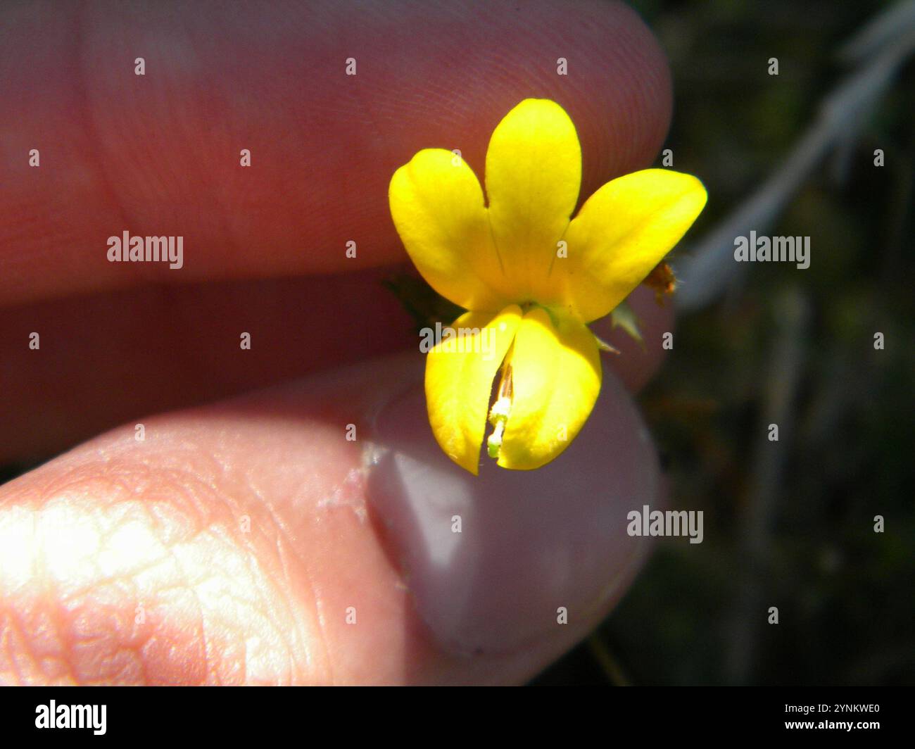 Yellow Oneye (Monopsis lutea Stock Photo - Alamy