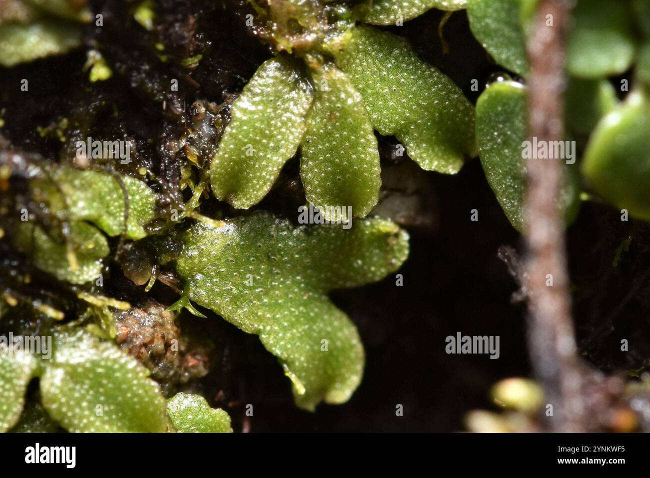 Thin Starwort (Mannia gracilis Stock Photo - Alamy