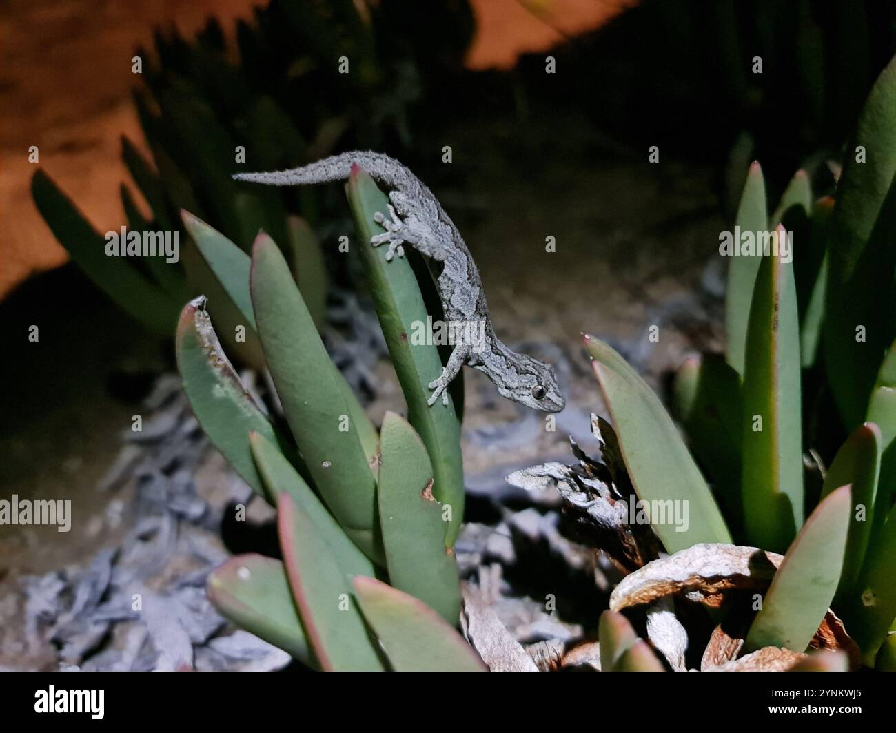 Southern Spiny-tailed Gecko (Strophurus intermedius Stock Photo - Alamy