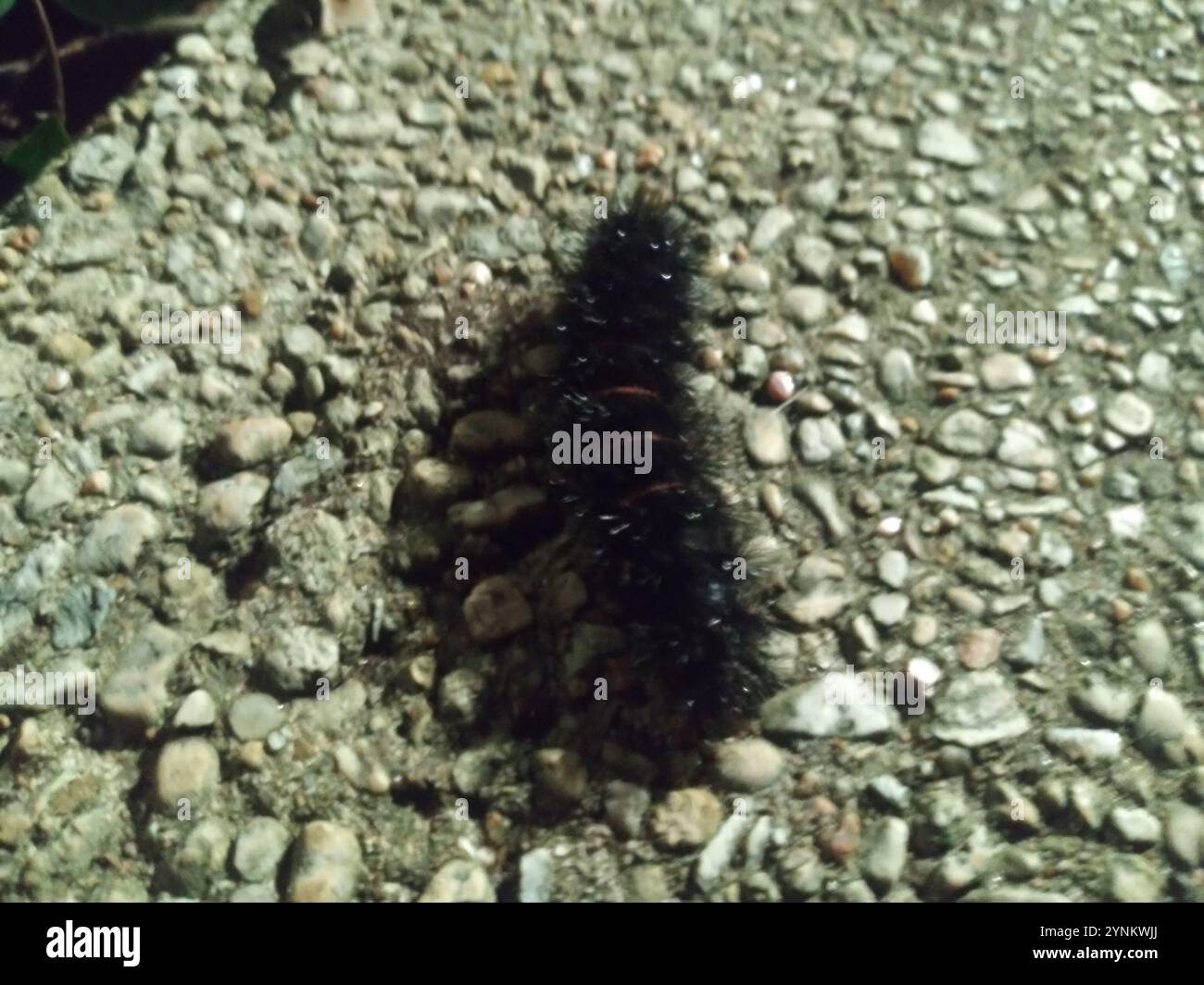 Giant Leopard Moth (Hypercompe scribonia Stock Photo - Alamy