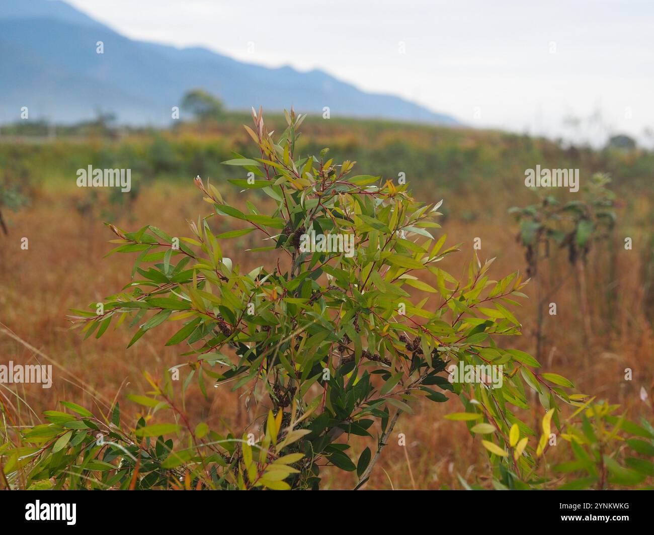 Weeping Paperbark (Melaleuca leucadendra Stock Photo - Alamy