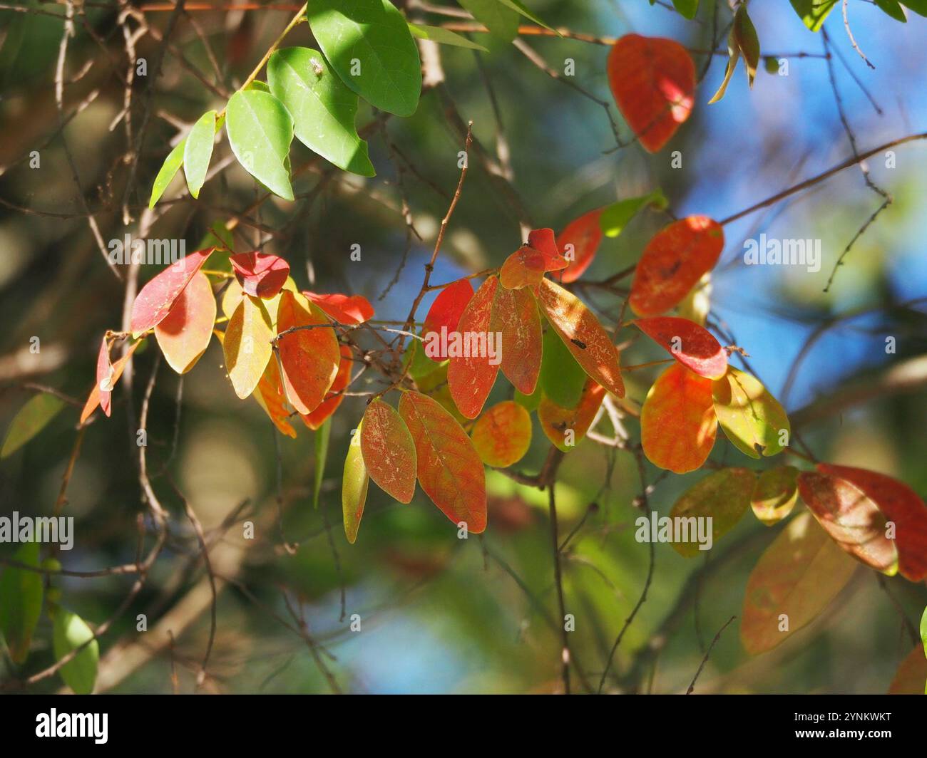 Pop-gun Seed (Bridelia tomentosa Stock Photo - Alamy