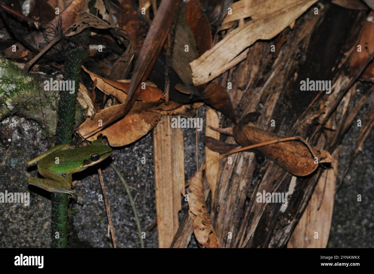 Chalcorana hi-res stock photography and images - Alamy