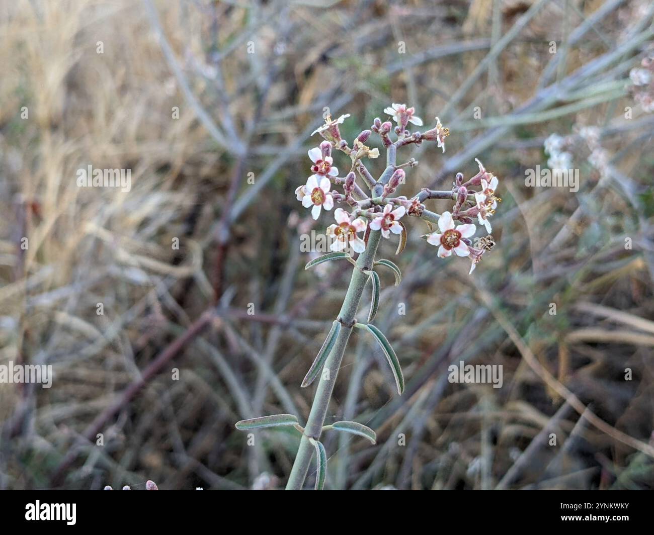 Baja Spurge (Euphorbia xanti Stock Photo - Alamy