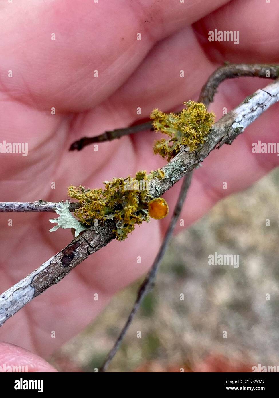Golden-eye Lichen (Teloschistes chrysophthalmus Stock Photo - Alamy