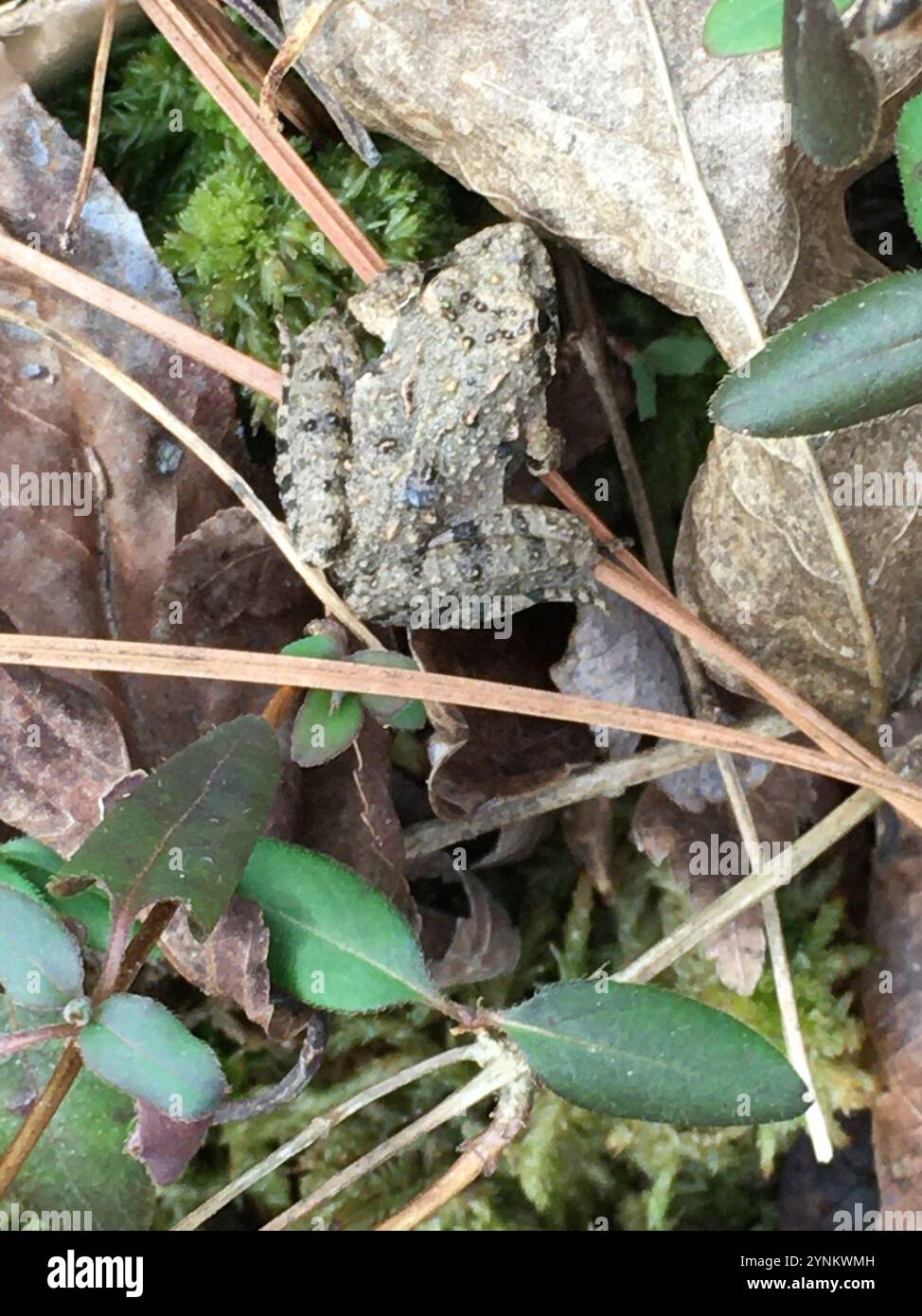 Northern Cricket Frog (Acris crepitans Stock Photo - Alamy