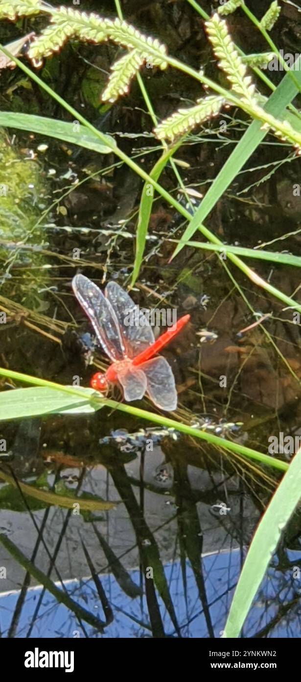 Scarlet Percher (Diplacodes haematodes Stock Photo - Alamy
