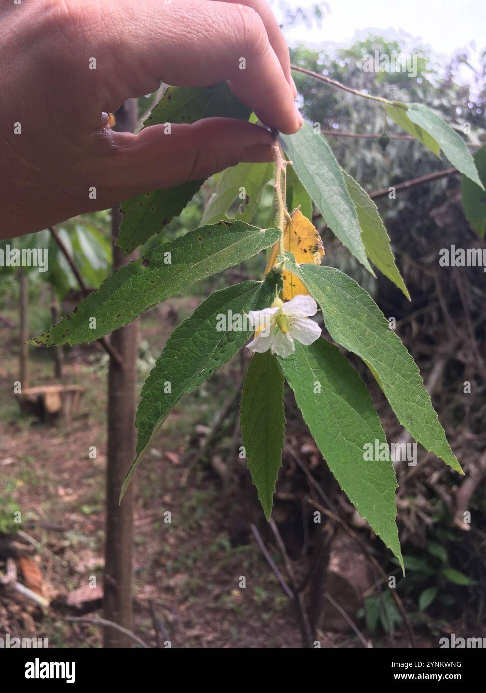 calabur tree (Muntingia calabura Stock Photo - Alamy