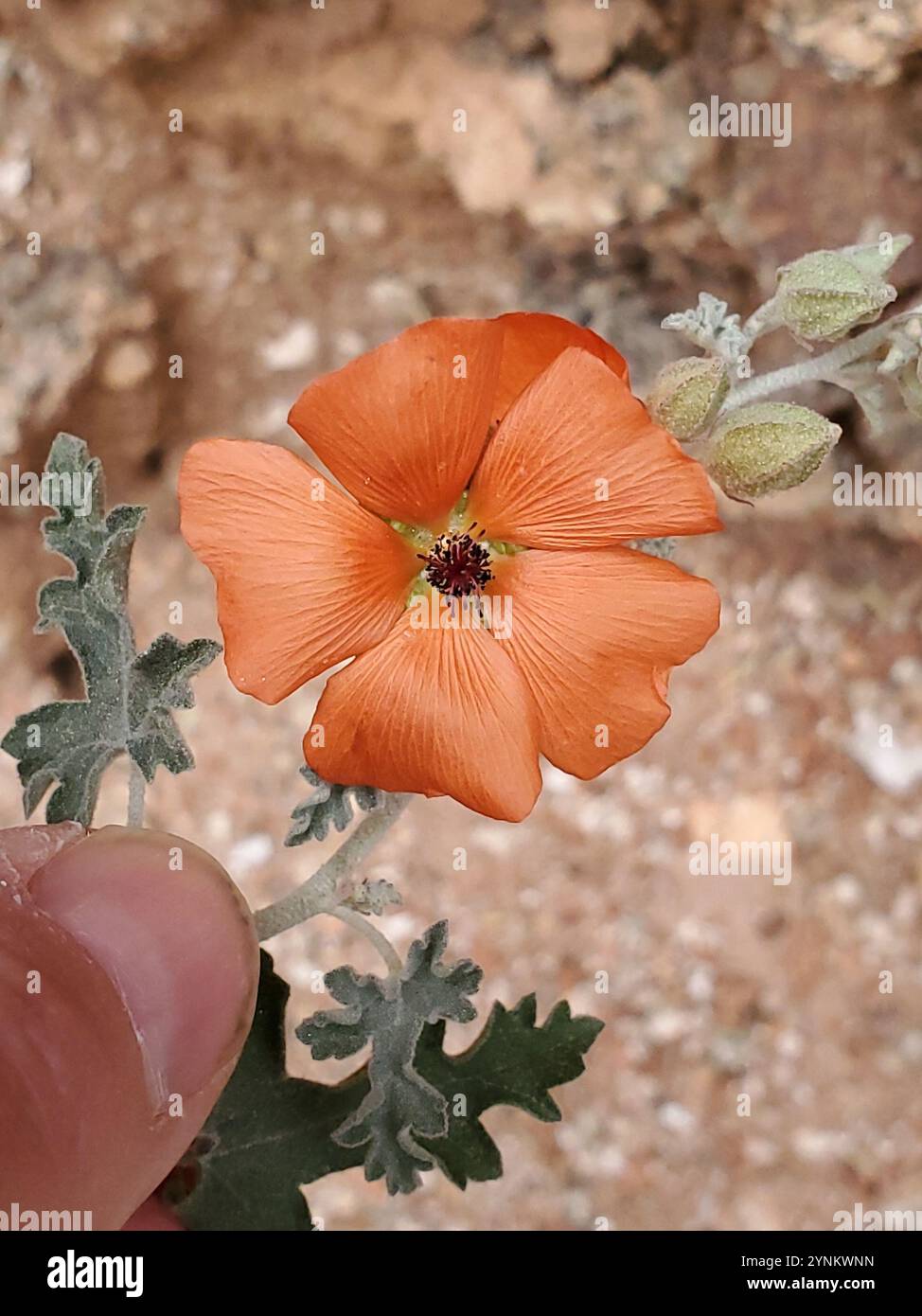 caliche globemallow (Sphaeralcea laxa Stock Photo - Alamy