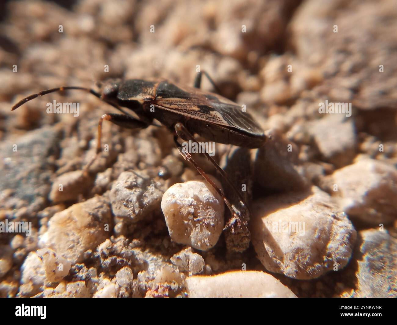 bright-spotted groundbug (Rhyparochromus vulgaris Stock Photo - Alamy