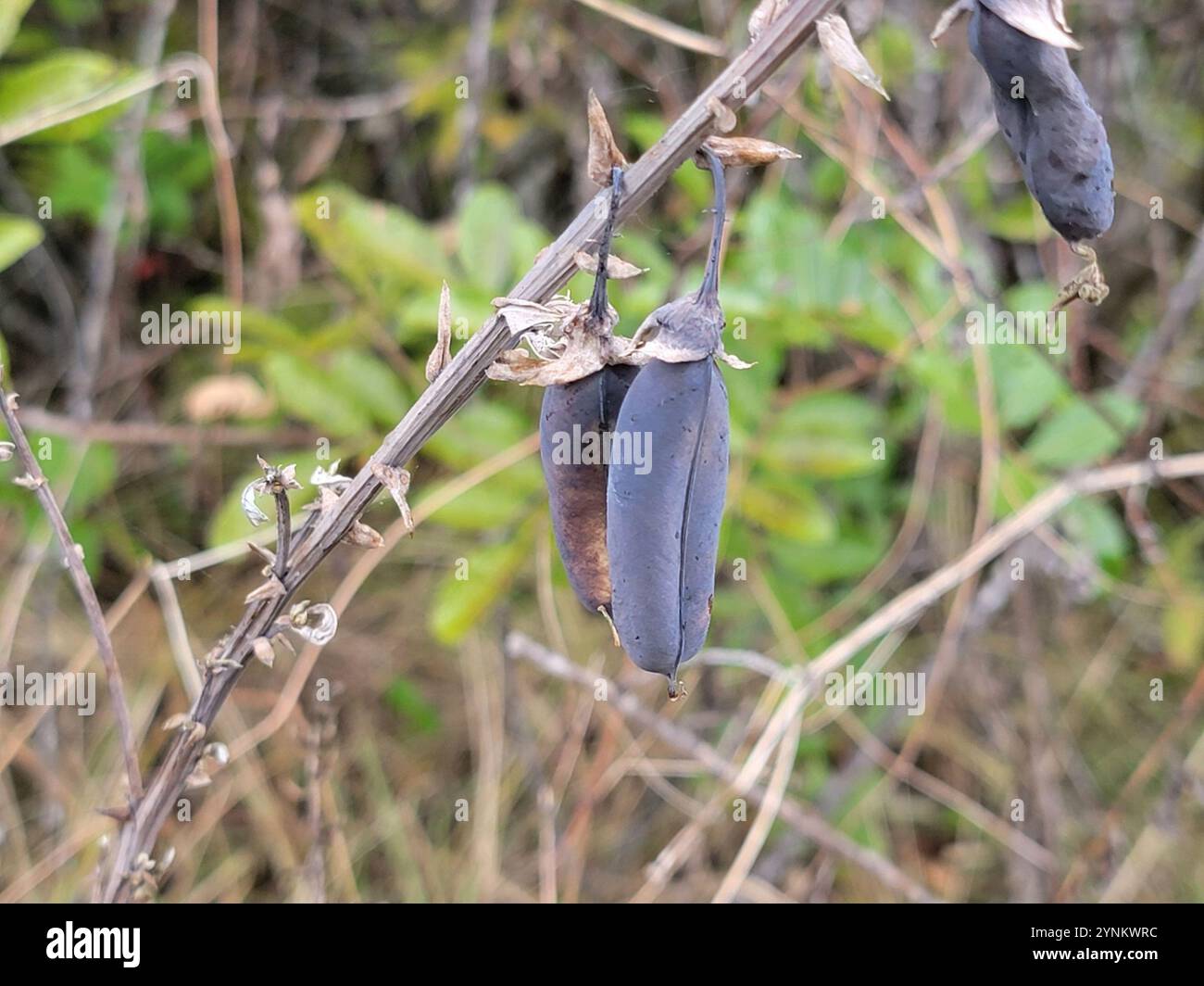 Showy Rattlebox (Crotalaria spectabilis Stock Photo - Alamy