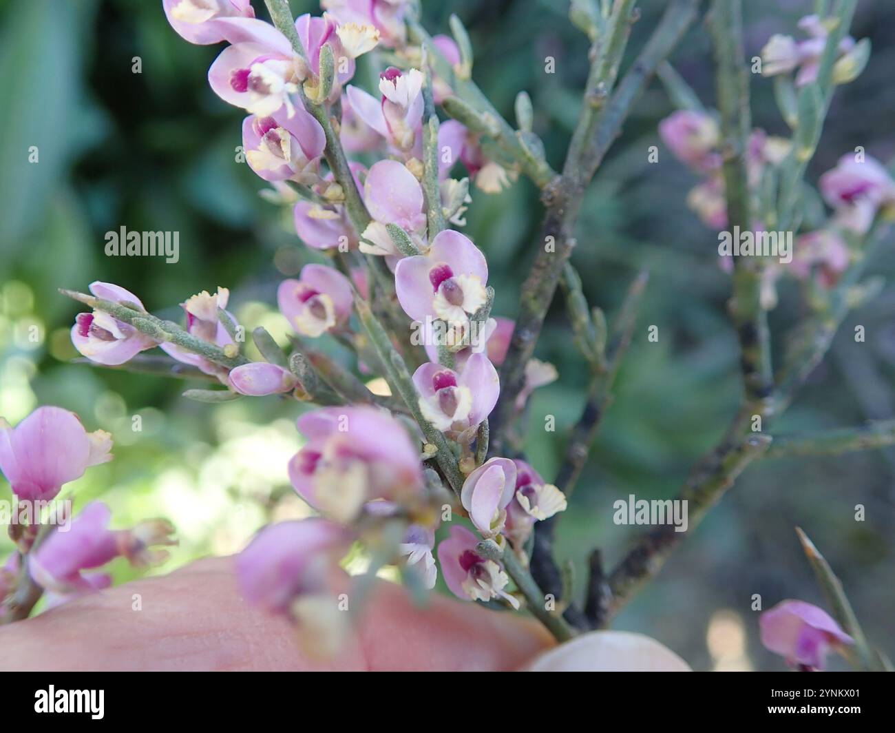 tortoise berry (Muraltia spinosa Stock Photo - Alamy