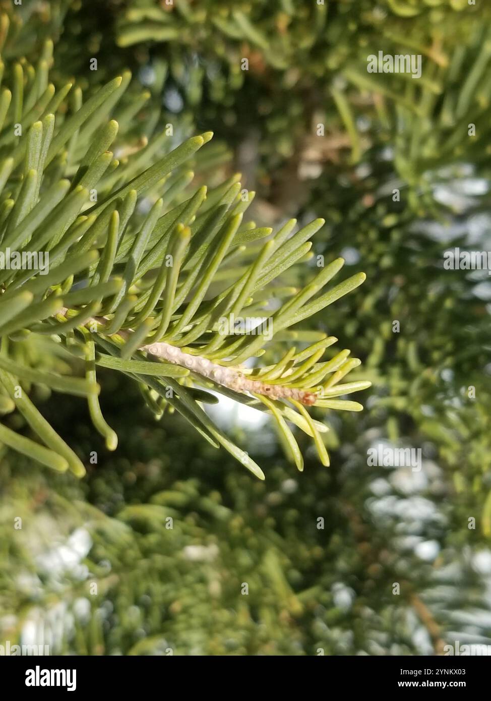 red fir (Abies magnifica Stock Photo - Alamy