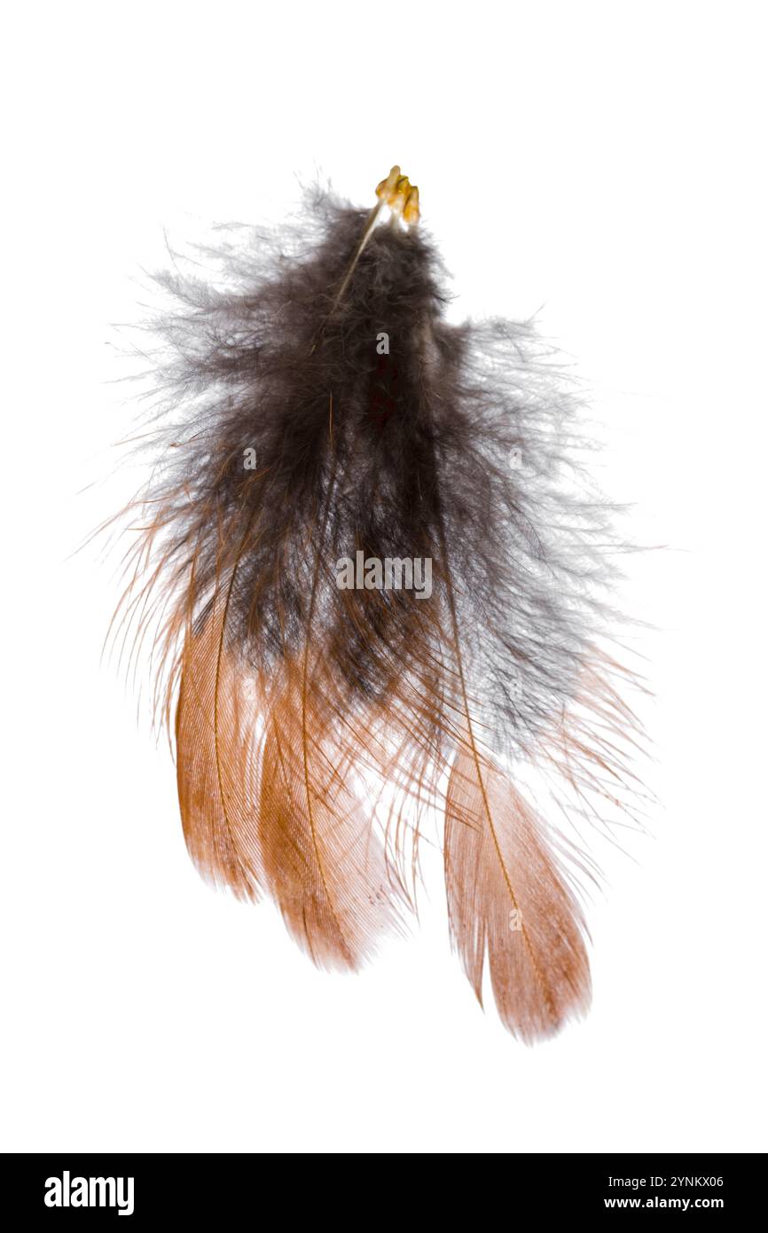 bird feather isolated on white background Stock Photo - Alamy