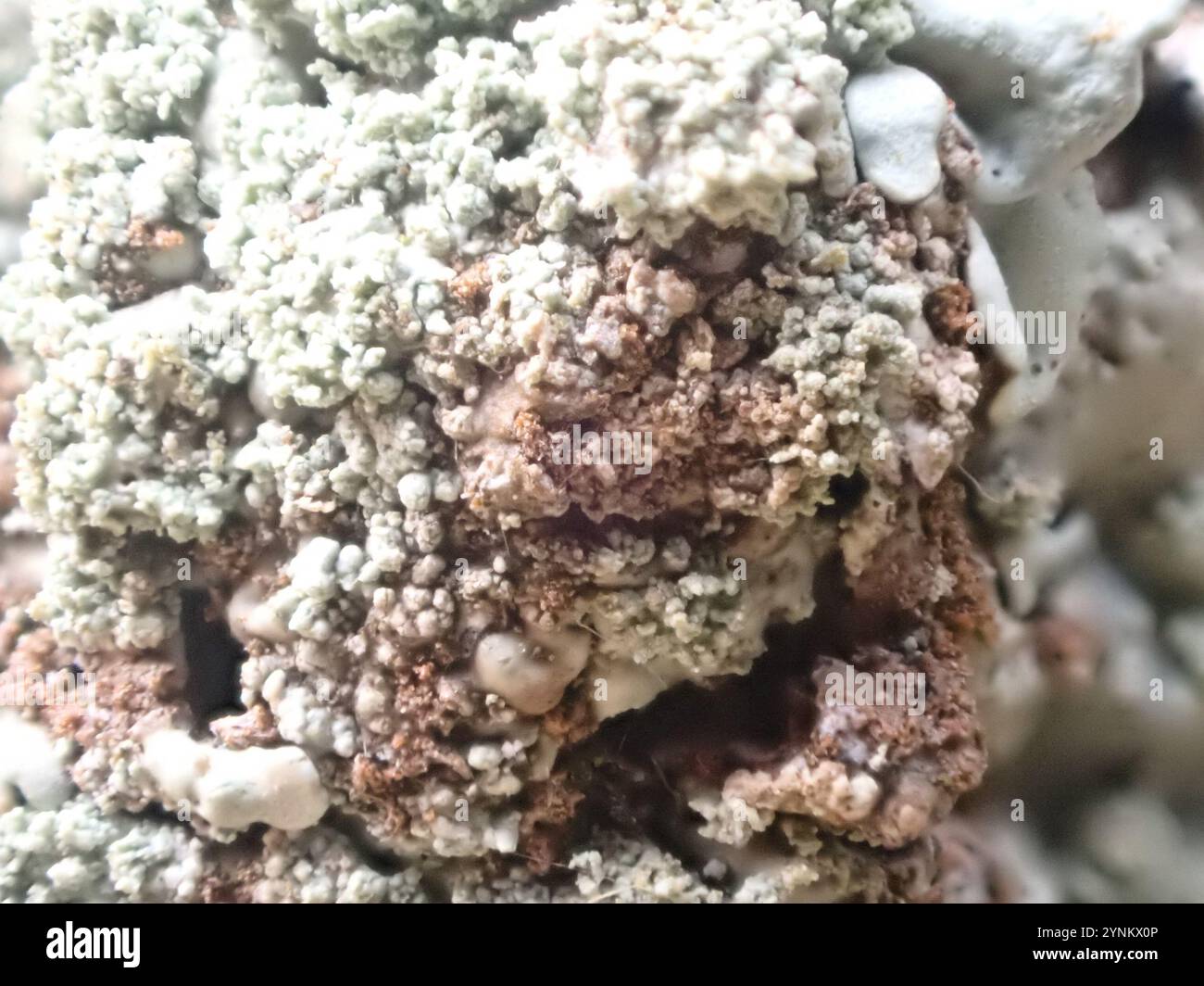 common greenshield lichen (Flavoparmelia caperata Stock Photo - Alamy