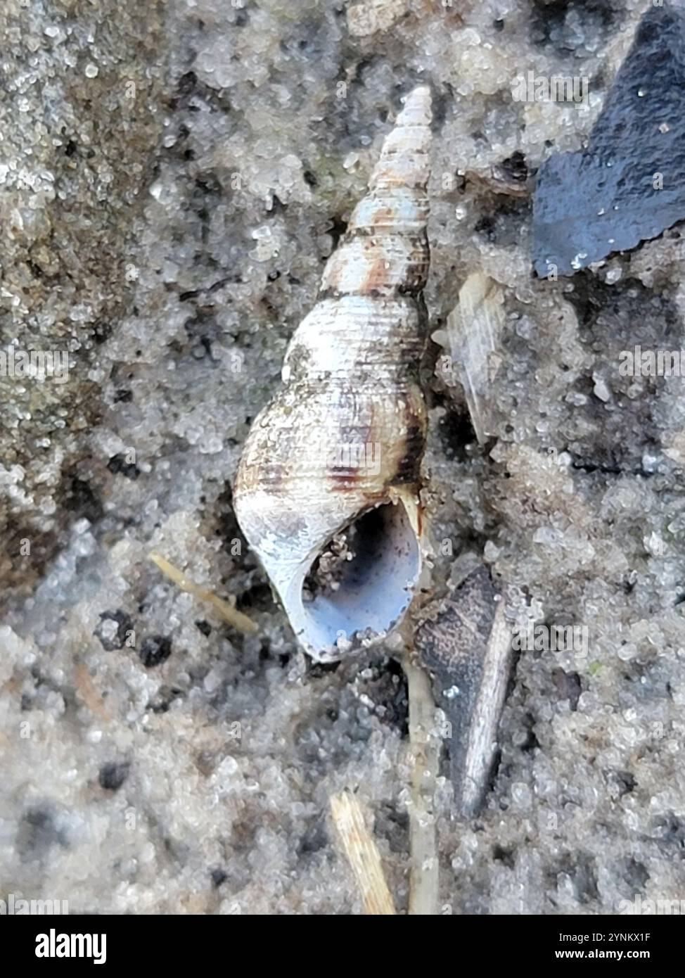 Melanoides hi-res stock photography and images - Alamy