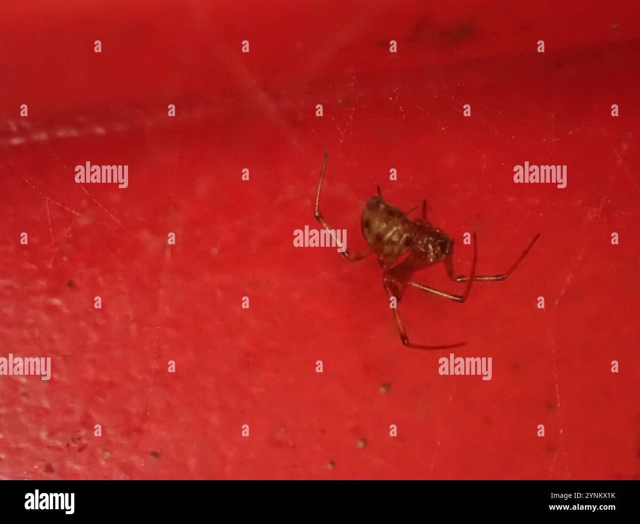 Comb-footed Spiders (Theridiidae Stock Photo - Alamy