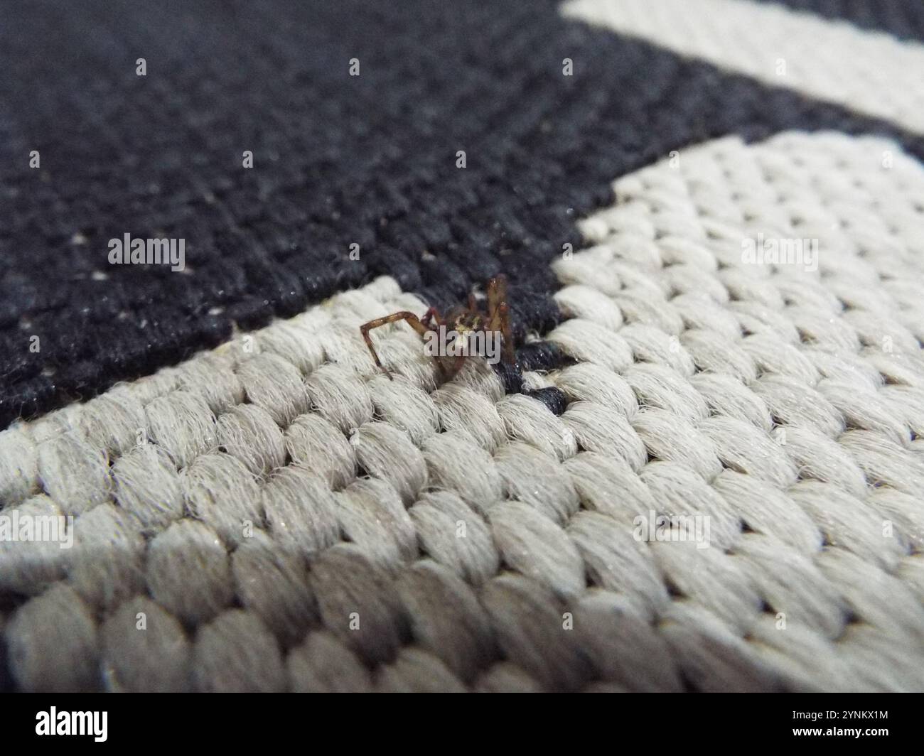 Lace web spiders (Amaurobius Stock Photo - Alamy